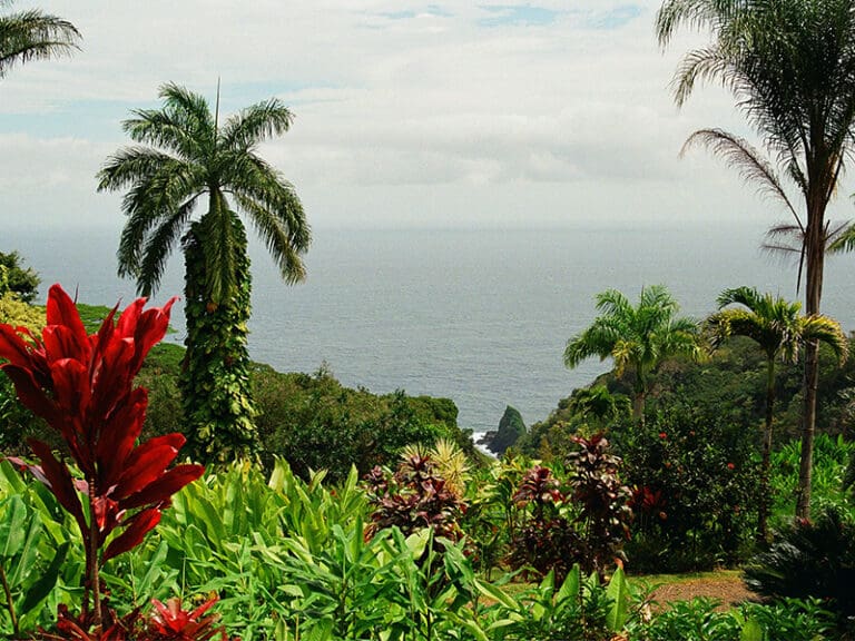 10 Tips for Gardening in Costa Rica - Flamingo Beach Realty Costa Rica
